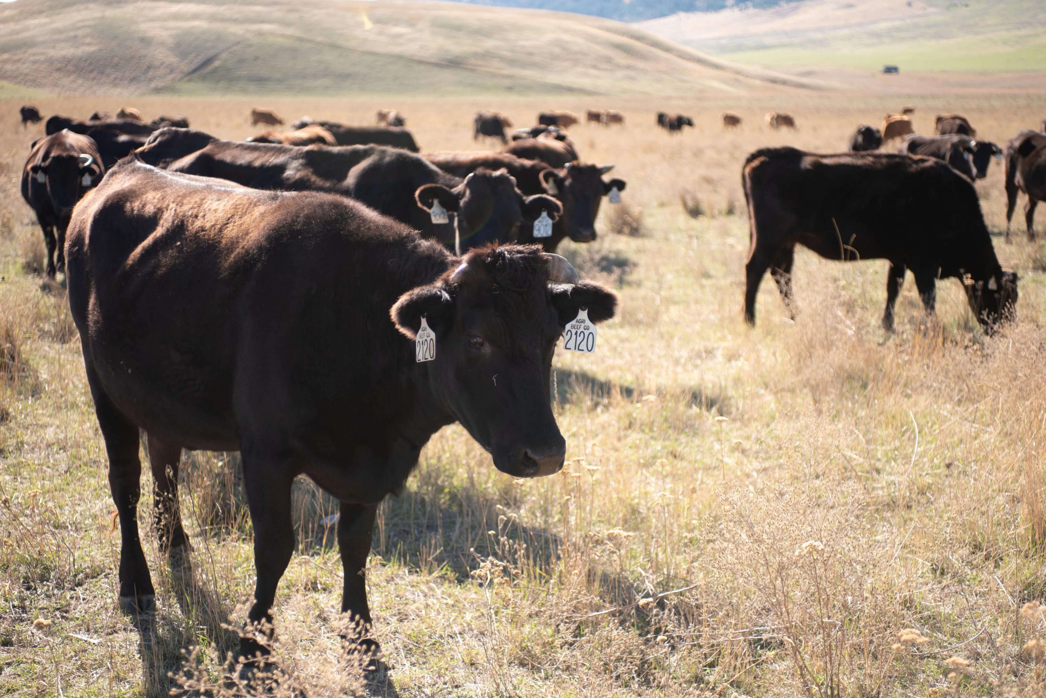 Home - True West Beef